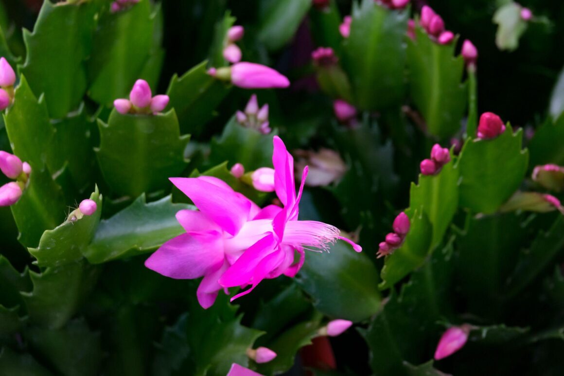 Winter Wonderlands: Holiday Plants for Indoors and Outdoors - News Observer